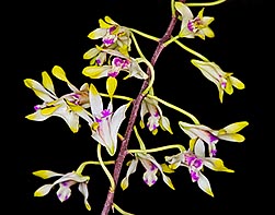 Dendrobium canaliculatum - Monaco Nature Encyclopedia