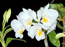 Dendrobium formosum - Monaco Nature Encyclopedia