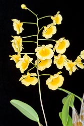 Dendrobium lindleyi - Monaco Nature Encyclopedia