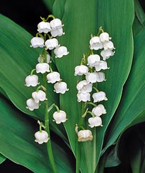 Convallaria majalis - Monaco Nature Encyclopedia