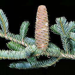 Abies alba - Monaco Nature Encyclopedia