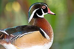 Aix sponsa - Monaco Nature Encyclopedia