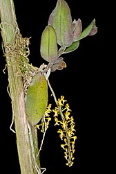 Malleola baliensis - Monaco Nature Encyclopedia