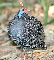 Numida meleagris - Monaco Nature Encyclopedia