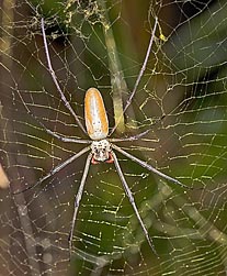 Nephila pilipes - Monaco Nature Encyclopedia