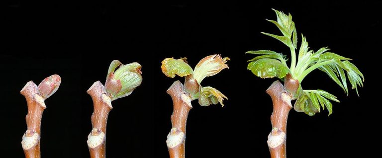 Ailanthus altissima - Monaco Nature Encyclopedia