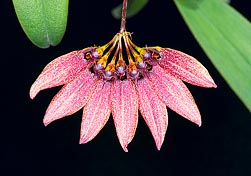 Orchidaceae Archivi - Monaco Nature Encyclopedia