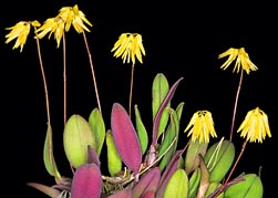 Orchidaceae Archivi - Monaco Nature Encyclopedia