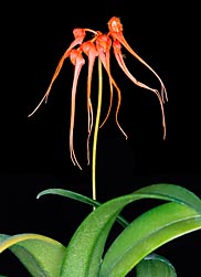 Orchidaceae Archivi - Monaco Nature Encyclopedia