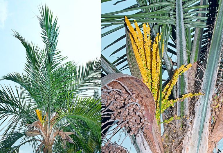 Syagrus amara - Monaco Nature Encyclopedia