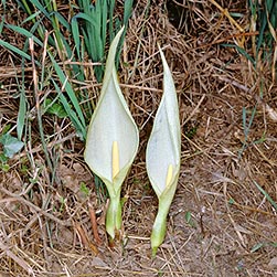 Arum italicum - Monaco Nature Encyclopedia