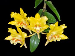 Dendrobium lowii - Monaco Nature Encyclopedia