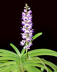 Rhynchostylis coelestis - Monaco Nature Encyclopedia