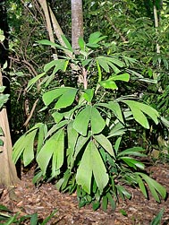 Reinhardtia latisecta - Monaco Nature Encyclopedia