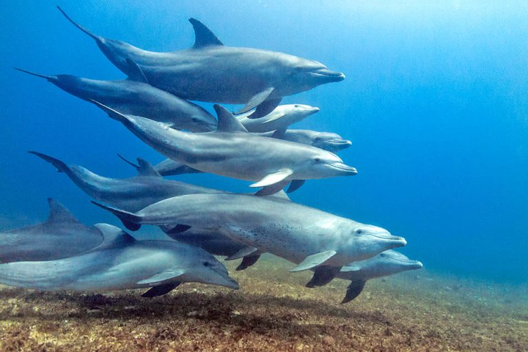 Tursiops aduncus - Monaco Nature Encyclopedia