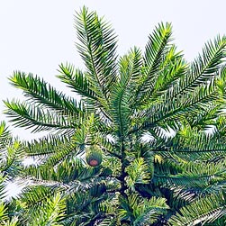 Araucariaceae Archivi - Monaco Nature Encyclopedia