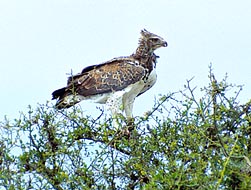 Polemaetus bellicosus - Monaco Nature Encyclopedia