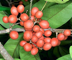 Aglaia korthalsii - Monaco Nature Encyclopedia