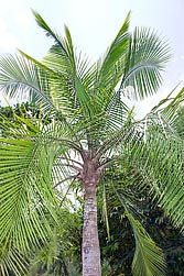 Ravenea rivularis - Monaco Nature Encyclopedia