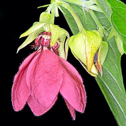 Abroma augusta - Monaco Nature Encyclopedia