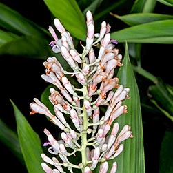 Alpinia aquatica - Monaco Nature Encyclopedia