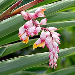 Alpinia zerumbet - Monaco Nature Encyclopedia