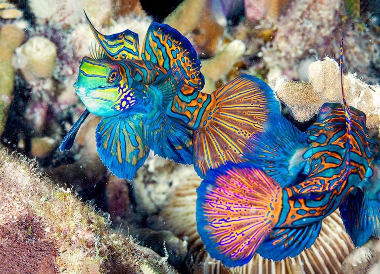 Synchiropus splendidus - Monaco Nature Encyclopedia
