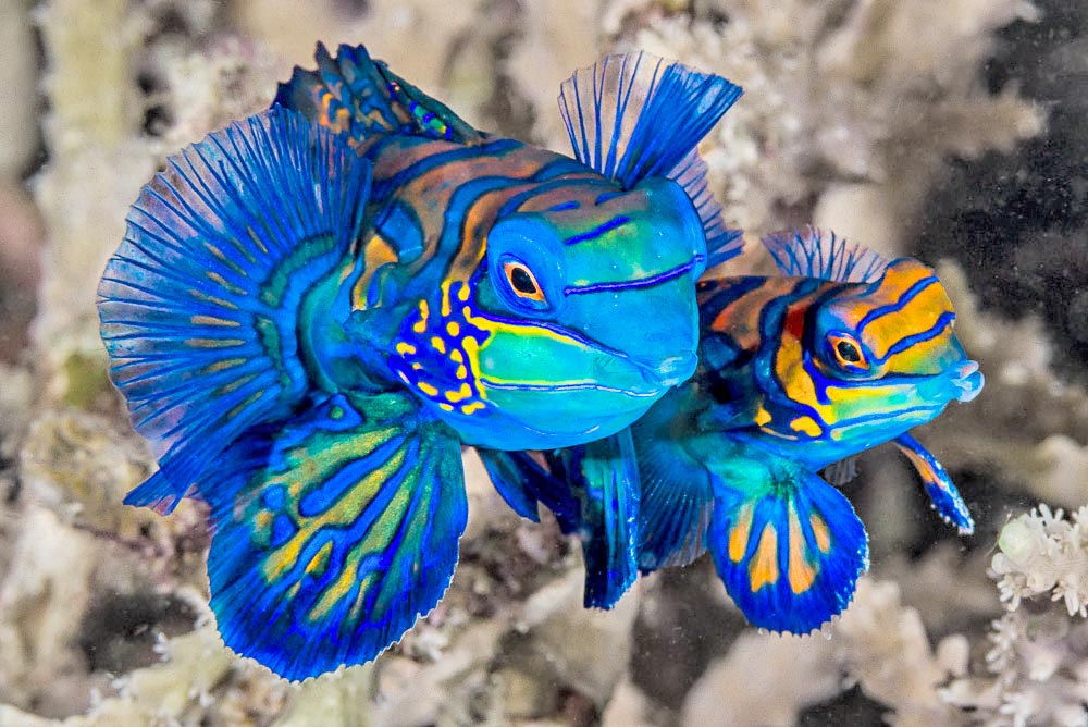 Synchiropus splendidus - Monaco Nature Encyclopedia