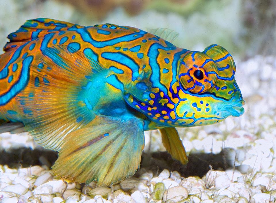 Synchiropus splendidus - Monaco Nature Encyclopedia