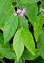 Callicarpa pedunculata - Monaco Nature Encyclopedia