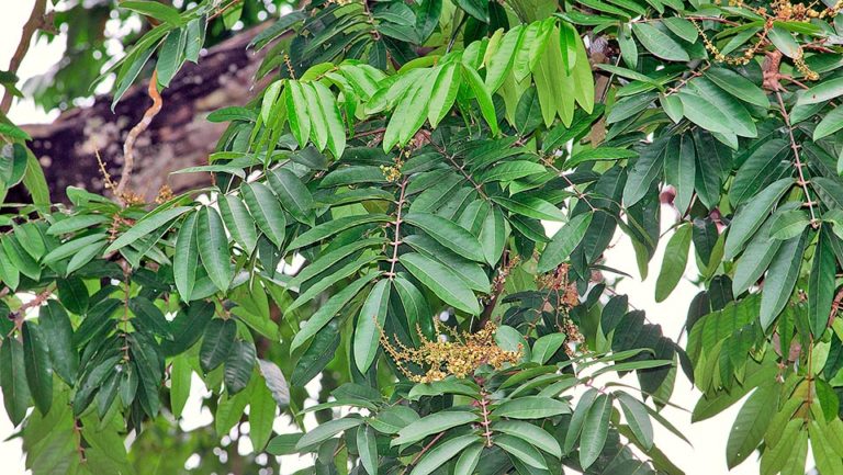 Carapa guianensis - Monaco Nature Encyclopedia