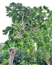 Carapa guianensis - Monaco Nature Encyclopedia