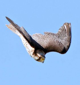 Falco biarmicus - Monaco Nature Encyclopedia