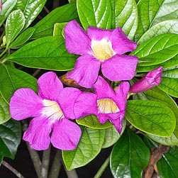 Bignonia magnifica - Monaco Nature Encyclopedia