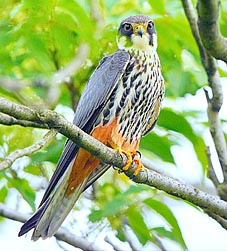 Falco subbuteo - Monaco Nature Encyclopedia