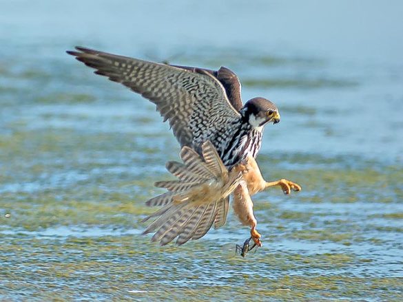 Falco subbuteo - Monaco Nature Encyclopedia