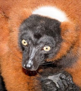 Primates - Monaco Nature Encyclopedia