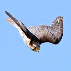 Falco biarmicus - Monaco Nature Encyclopedia