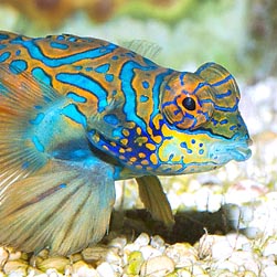Synchiropus splendidus - Monaco Nature Encyclopedia