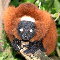 Varecia rubra - Monaco Nature Encyclopedia