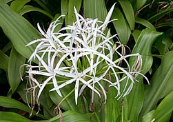 Crinum asiaticum - Monaco Nature Encyclopedia