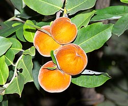 Diospyros discolor - Monaco Nature Encyclopedia