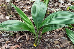Molineria latifolia - Monaco Nature Encyclopedia
