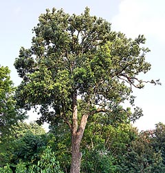 Syzygium grande - Monaco Nature Encyclopedia