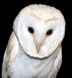 Tyto alba - Monaco Nature Encyclopedia