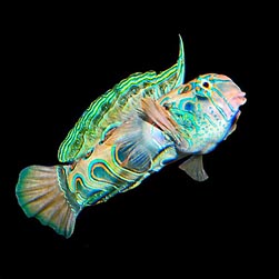 Synchiropus picturatus - Monaco Nature Encyclopedia