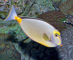 Naso lituratus - Monaco Nature Encyclopedia