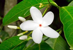 Kopsia singapurensis - Monaco Nature Encyclopedia