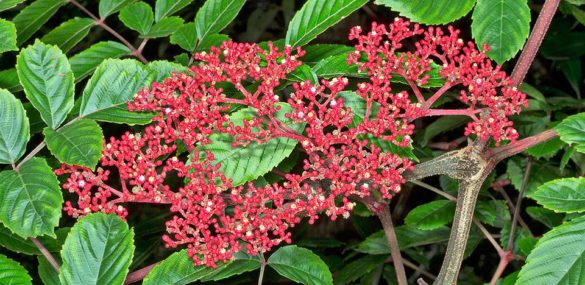 Leea rubra - Monaco Nature Encyclopedia