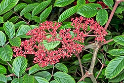 Leea rubra - Monaco Nature Encyclopedia